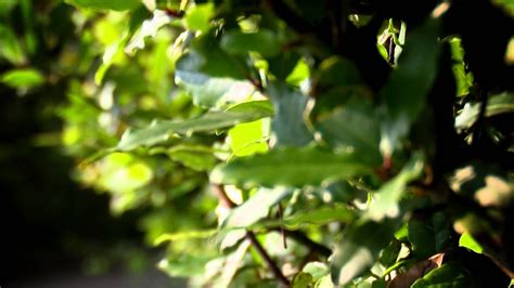 აგრო რჩევები სამკურნალო მცენარეების სარგებელი Youtube