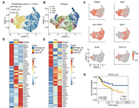 10 单细胞预后分析，你也可以 知乎