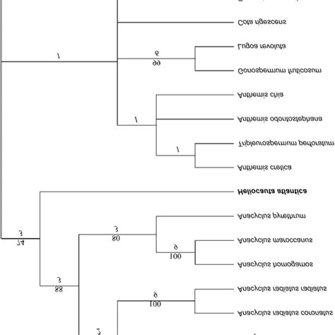 Strict Consensus Tree Of 11 Equally Most Parsimonious Trees 258 Steps