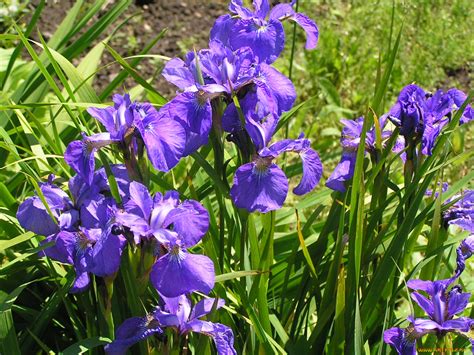 Обои ЦВЕТОЧЕК Цветы Ирисы обои для рабочего стола фотографии цветоЧек цветы ирисы Обои для