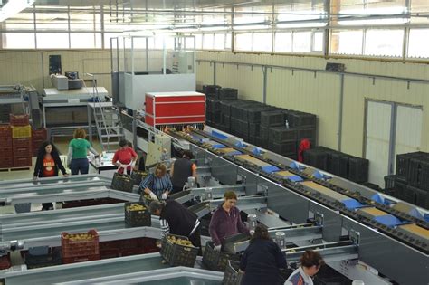 processing sorting grading sizing and packing line for kiwis
