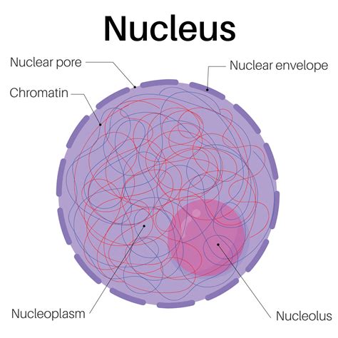 Nucleus Drawing With Labels At Bernard Baril Blog