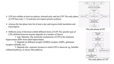 Dendritic Excitability And Synaptic Plasticity Pptx