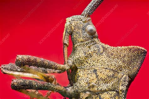 Dock Bug Stock Image C018 2474 Science Photo Library
