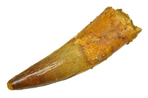 4 31 Real Fossil Spinosaurus Tooth Giant Dinosaur Tooth 294140
