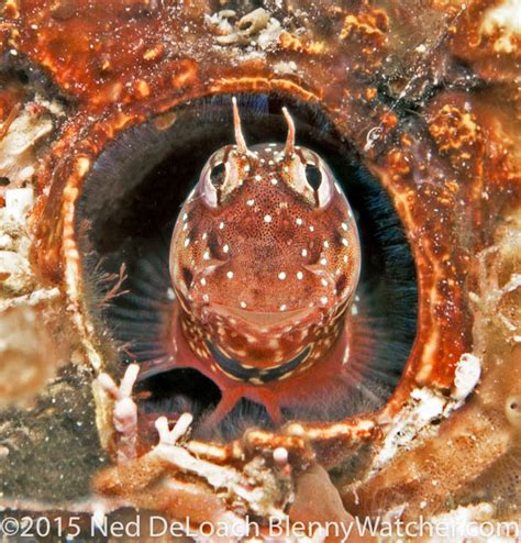More About Blennies Blenny Watcher