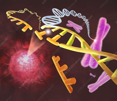 Oncogenes Stock Image M131 0602 Science Photo Library