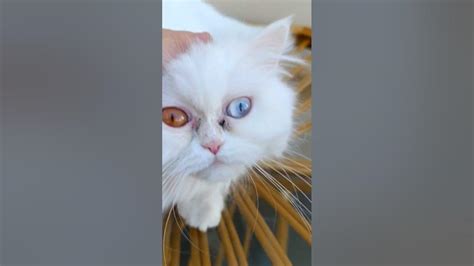 Cute Youtubeshorts Cooking Viral Cooffee Foryou Yemektarifleri