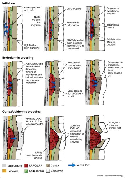 Phases Of Lateral Root Formation In Arabidopsis Thaliana For Each Download Scientific Diagram