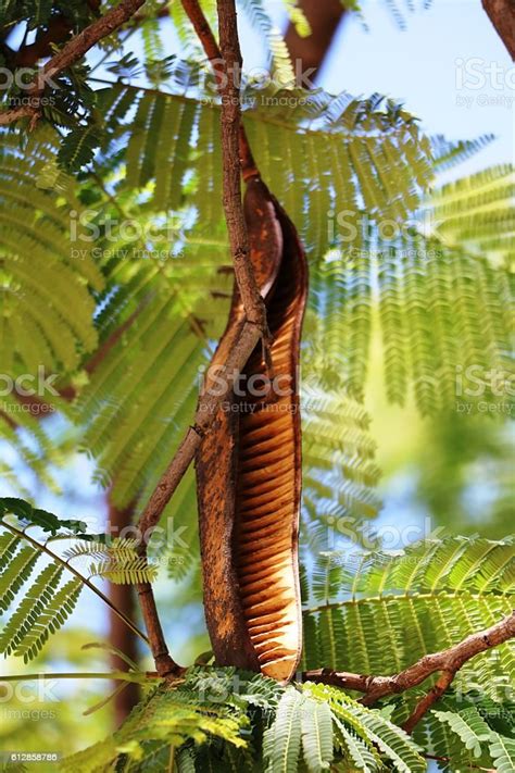 Benih Polong Pohon Api Di Namibia Afrika Foto Stok Unduh Gambar