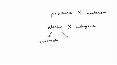 Experiments On Serine Protease Show That Even Though All