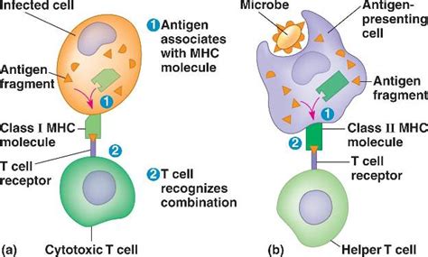 Major Histocompatibility Complex Histocompatibility Complex