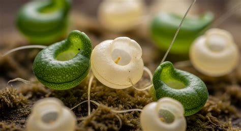 Earth System Parameterization → Term