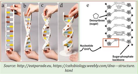 Course Biology Sme Copy 1 Topic Unit 3 Nucleic Acids Dna