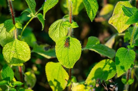 tropical whiteweed the juice of the flower heads stock image image of plant organic 361196651