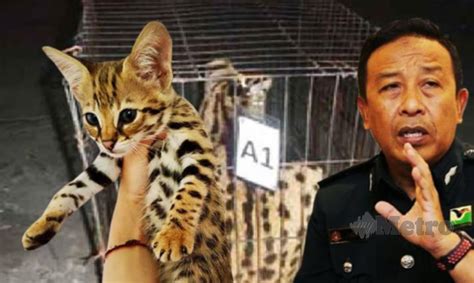 Kucing Hutan Untuk Dijual Malaysia