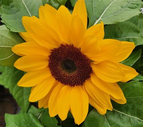 🍀🍀🍀꽃양귀비와 미니 해바라기 🍀🍀🍀 꿀팁 캐시피드