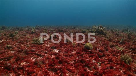 Coralline Algae Coral Reef