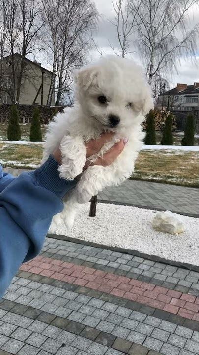 Щенок Бишон Фризе Youtube