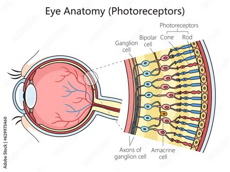 Human Eye Photoreceptor Cell Structure Scheme Diagram Schematic Vector