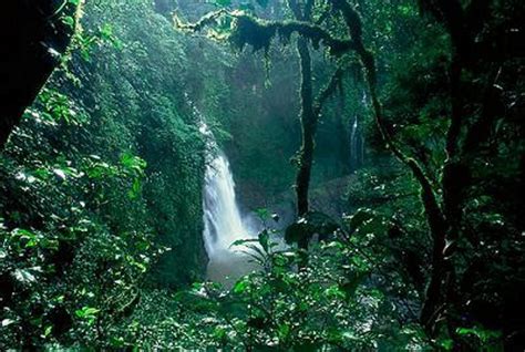 Selva Colombiana Amazon Rainforest Rainforest Amazon Forest