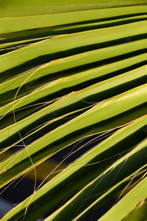Premium Photo Lines And Textures Of Green Palm Leaves