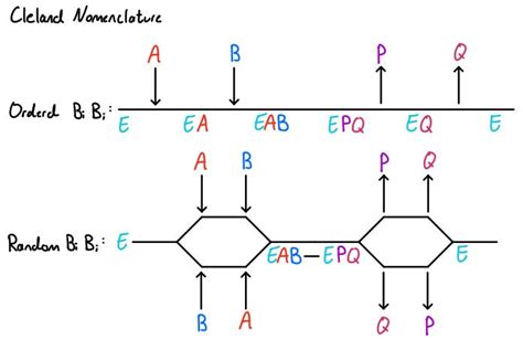 Mcat And Biochem Enzyme Review Notes Etsy