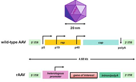 Genomic Organization Of Wild Type Aav And Raav Vectors The Wild Type Download Scientific