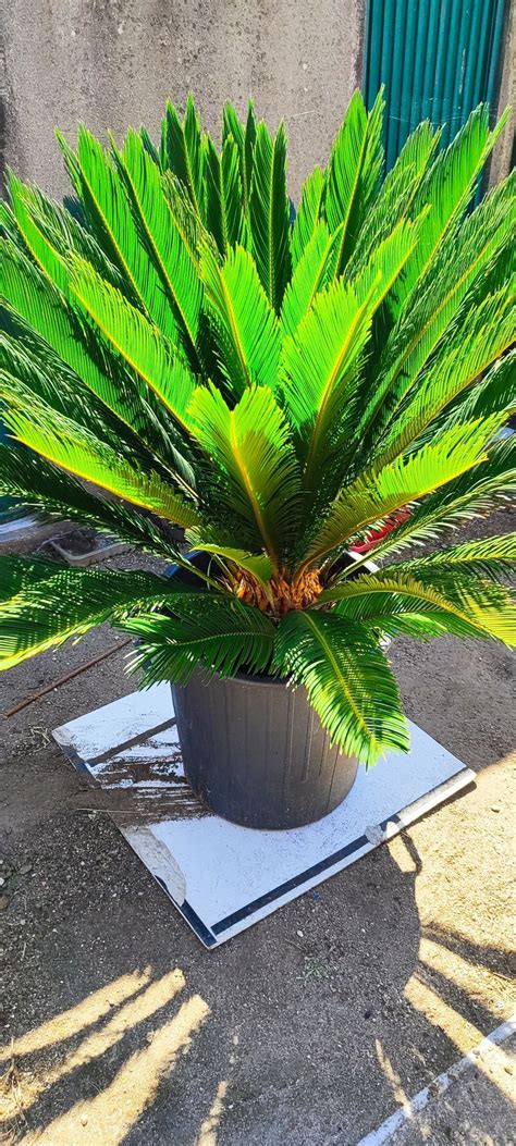 Cica Planta Pronta A Plantar Aves Olx Portugal