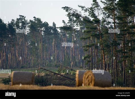 Fallen Trees In Forest Caused By Extremely High Wind Speed During The Storm A Few Days Ago In