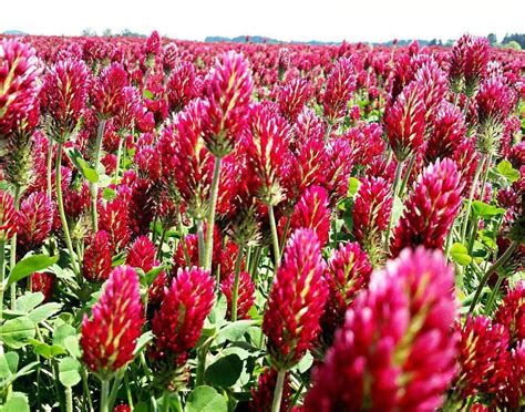 Crimson Clover Seed Coated