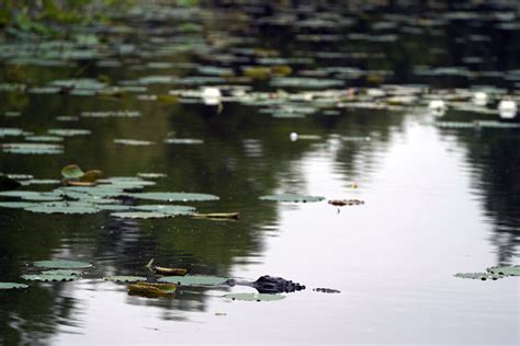 Alligator Attacks In Sugar Land Have Rowers On Edge Houston Public Media