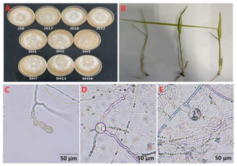 Characterisation Of Pythium Aristosporum Oomycete—a Novel Pathogen Causing Rice Seedling Blight