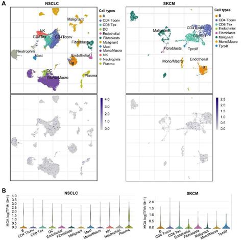 Mutation Characteristics Of The Myc Proximal Network And Its Implications For Immunotherapy In