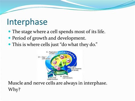 The Cell Cycle Ppt Download