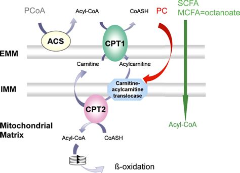 Entry Of Octanoate Palmitoyl Carnitine Pc And Palmitoyl Coa Pcoa