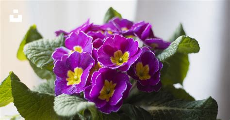 테이블 위에 놓인 보라색 꽃으로 가득 찬 바구니 사진 Unsplash의 무료 식물 이미지