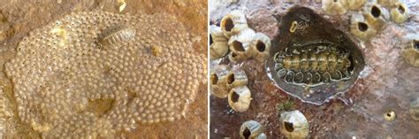 Gumboot Chiton Life Cycle