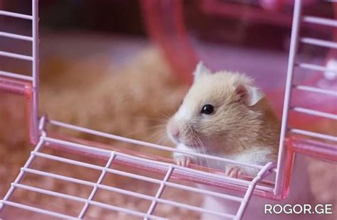 როგორ მოვუაროთ ზაზუნას Rogor Ge