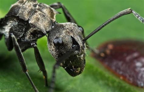 Macro Photo Of Golden Weaver Ant With Scale Insect On Green Leaf Stock