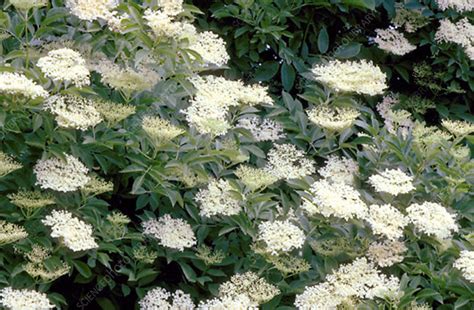 Sambucus Nigra Stock Image B836 1299 Science Photo Library