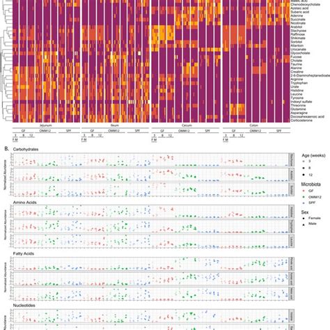 Anatomical Survey Of Intestinal Tract Metabolism A Heatmap Depicting