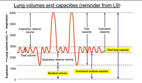 Lung Function Flashcards Quizlet
