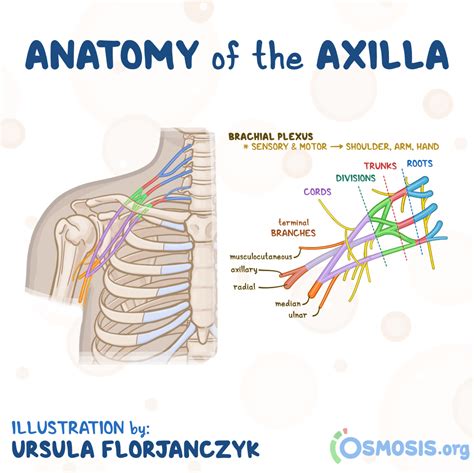 Anatomy Of The Brachial Plexus Video Anatomy Osmosis 40 Off