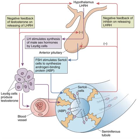 Male Reproductive Histology Notes Medical Histology Jacobs School