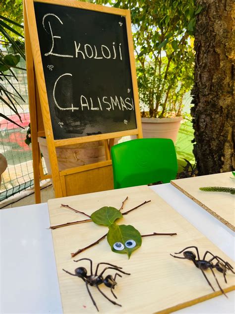 Ekoloji Etkinliği Okul Öncesi Fen Ve Doğa Etkinlikleri Doğadan Tasarımlar Okul öncesi