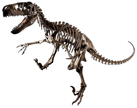 Utahraptor Skeleton Compared To Human