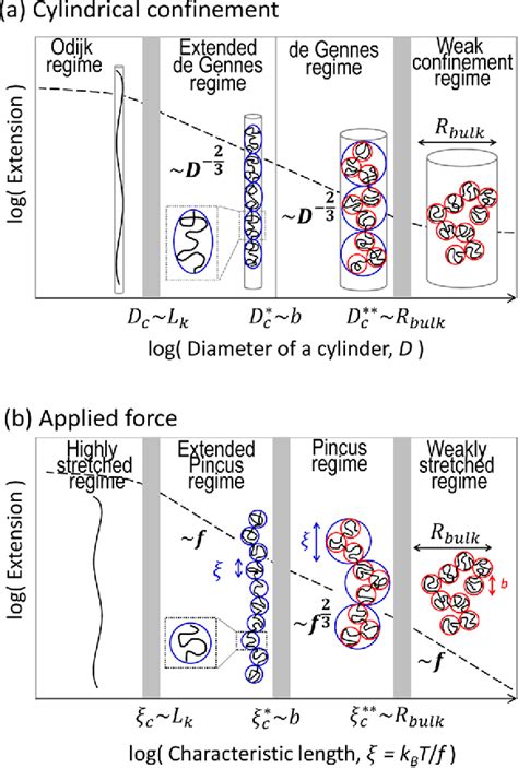 Figure 1 From Comparisons Of A Polymer In Confinement Versus Applied