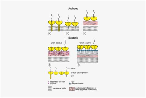 Schematic Illustration Of The Supramolecular Architecture S Layer