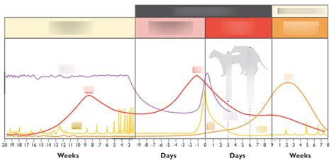 Dog Estrous Cycle Diagram Quizlet